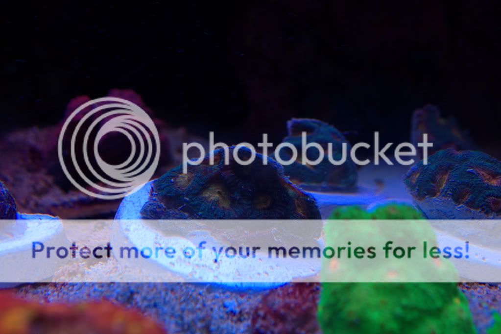 FS: Jason Fox My Miami and Purple Urkle Chalice | Reef2Reef