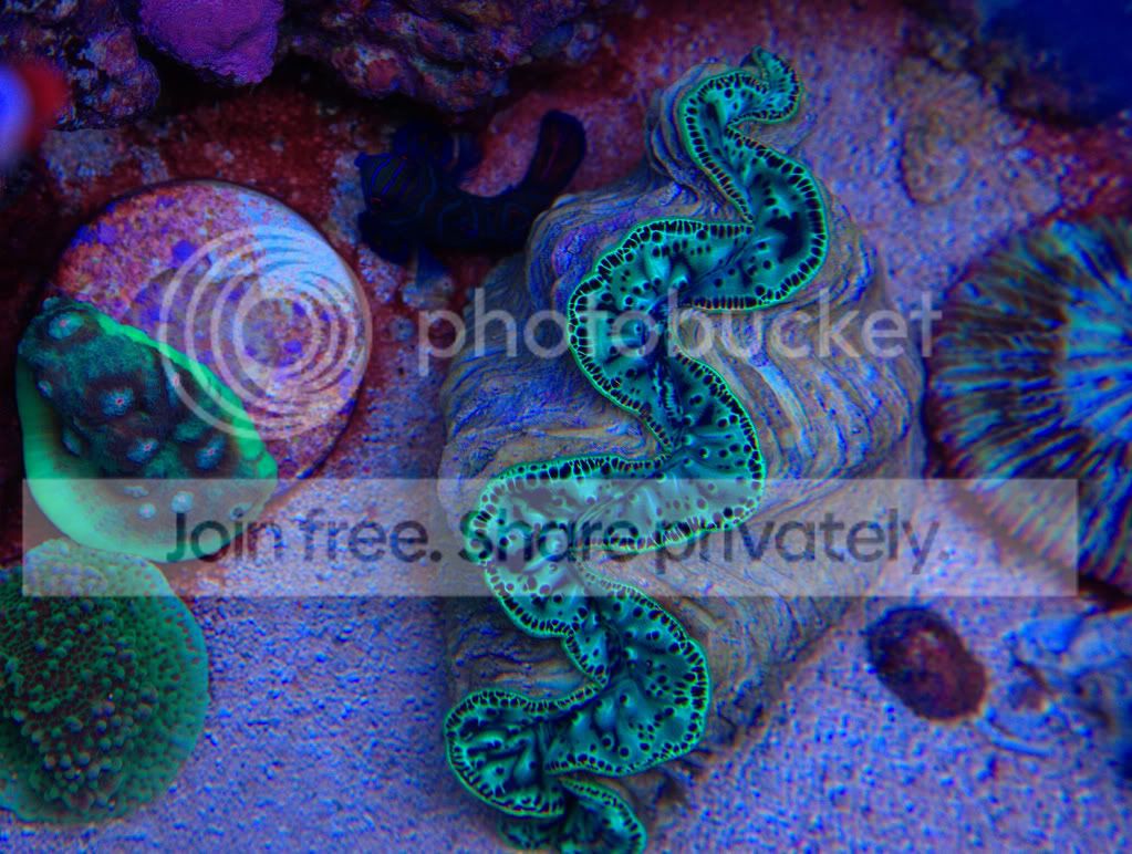 Lets see those CLAM photos! Clams that you have, had, or even ...